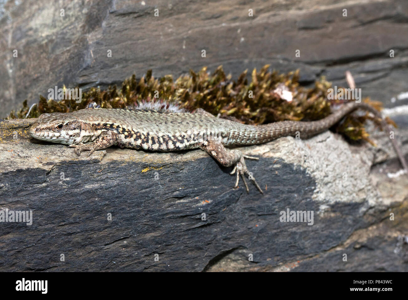 The muur hi-res stock photography and images - Alamy