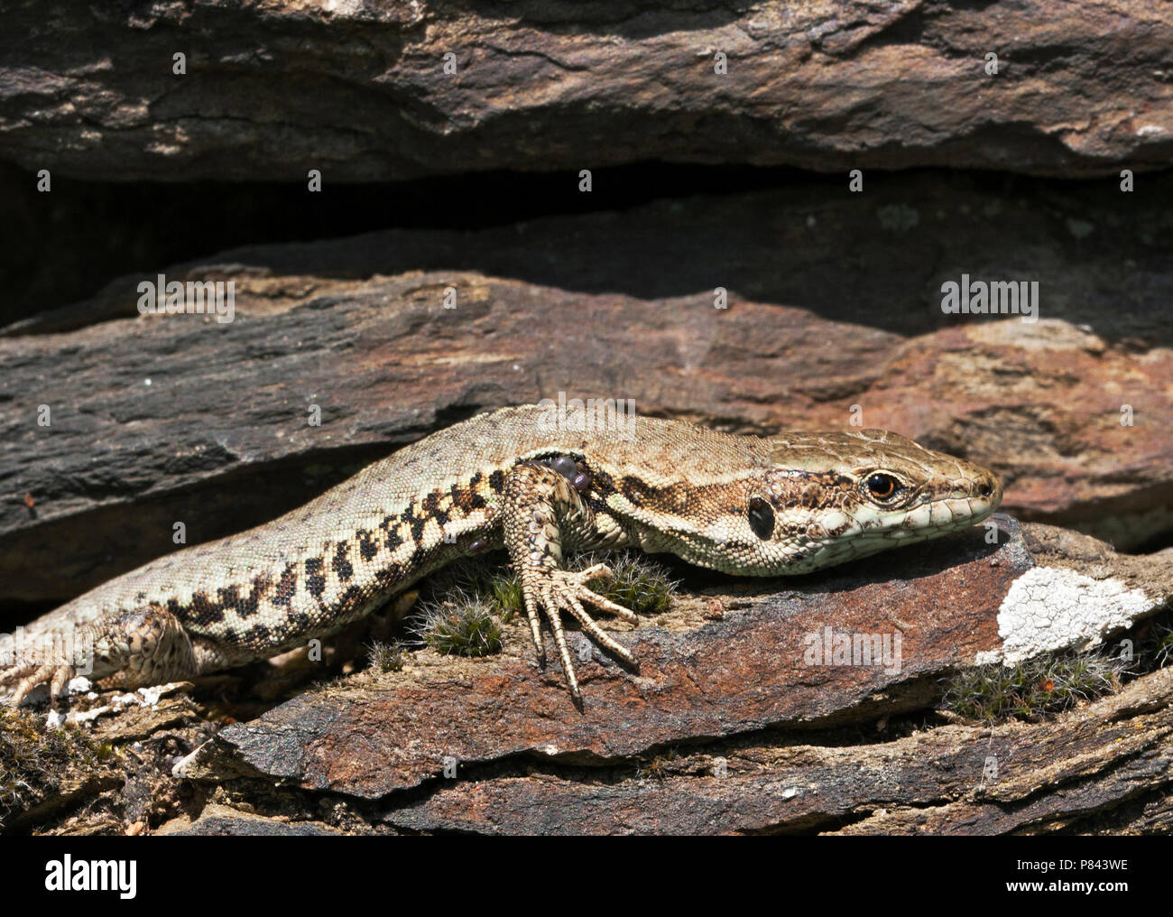 Muurhagedis hi-res stock photography and images - Alamy