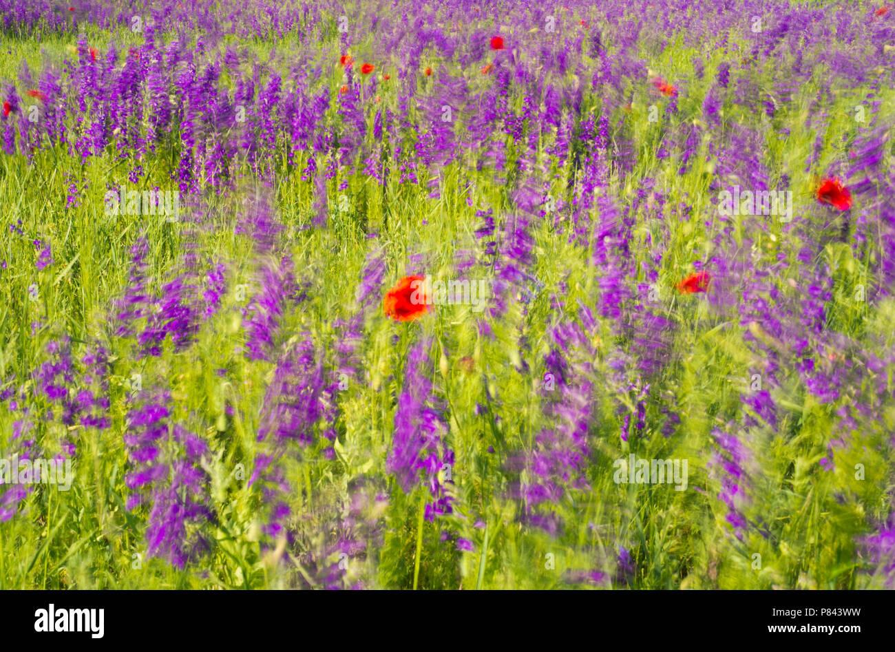With field larkspur hi-res stock photography and images - Alamy