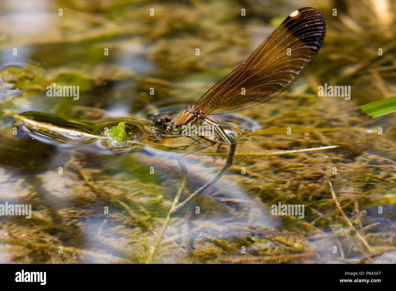 Copper insect hi-res stock photography and images - Alamy