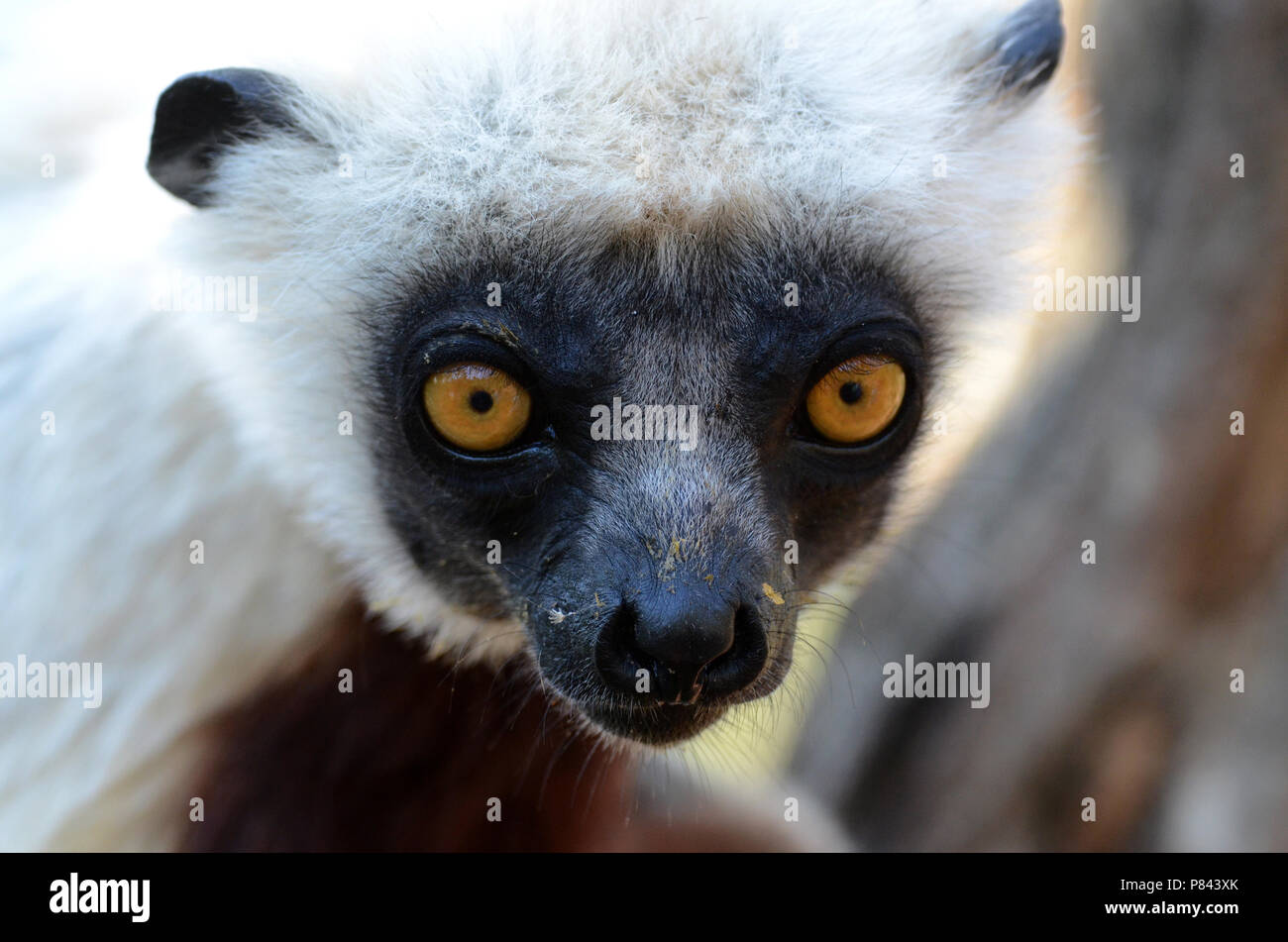 Portrait of a Maki in Madagascar Stock Photo - Alamy