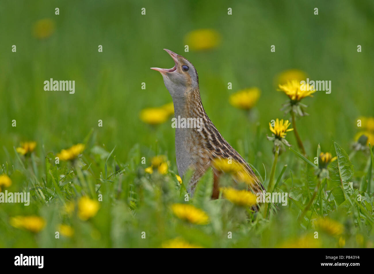 Corn Crake calling; Kwartelkoning roepend Stock Photo - Alamy