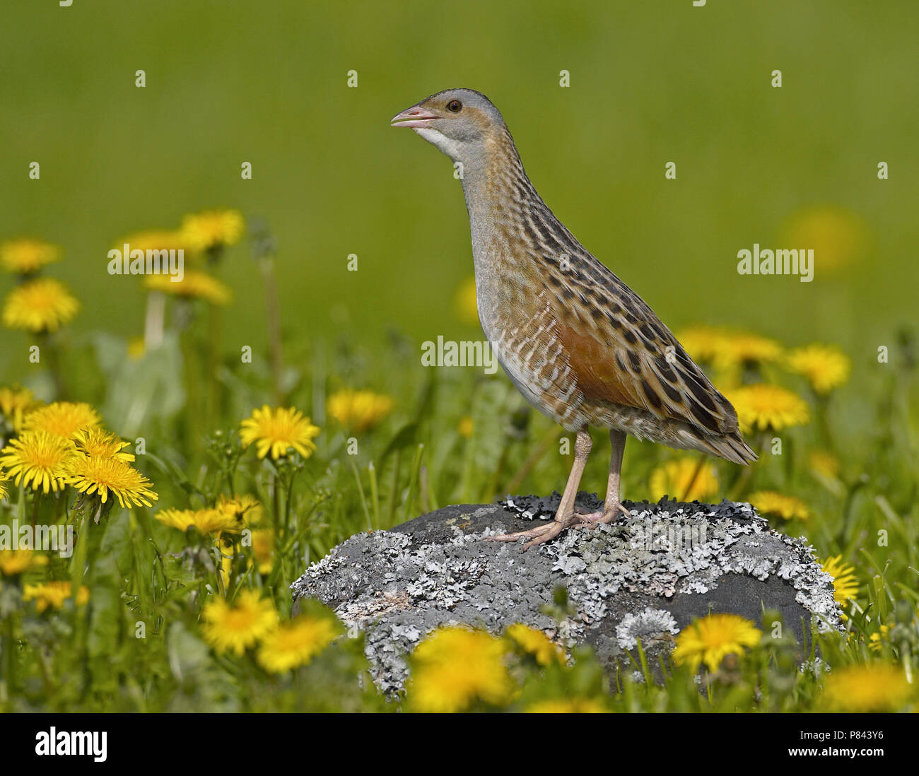 Corn Crake calling; Kwartelkoning roepend Stock Photo - Alamy