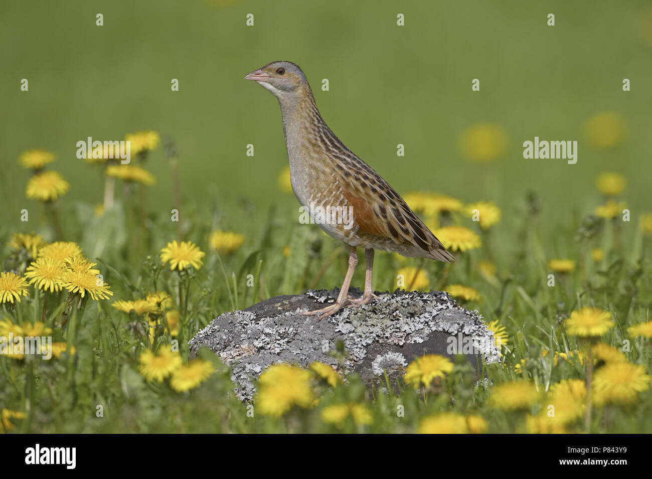 Corn Crake standing in grassland; Kwartelkoning staand in grasland ...