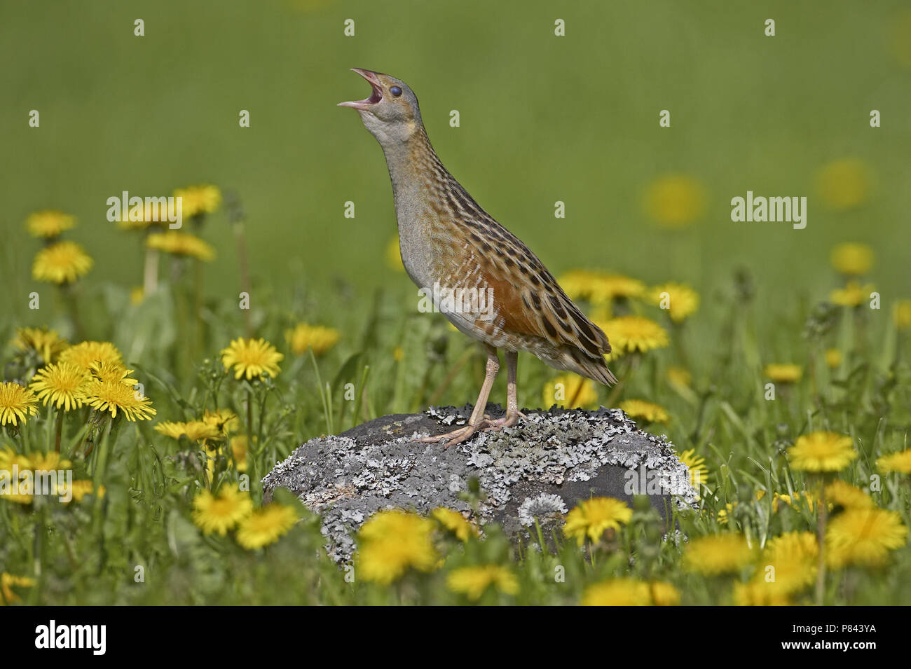 Corn Crake calling; Kwartelkoning roepend Stock Photo - Alamy