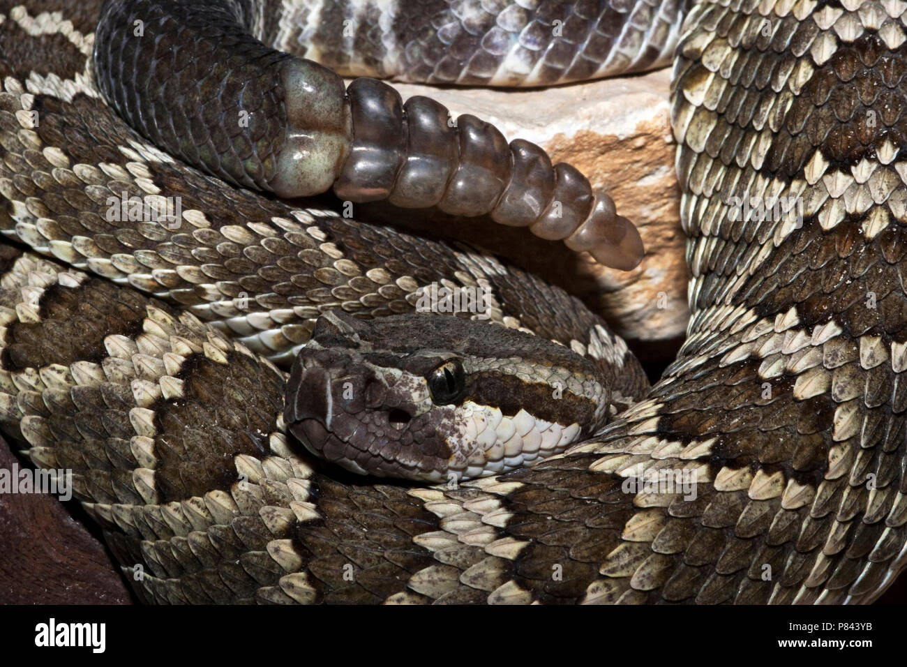 Ratel snake hi-res stock photography and images - Alamy