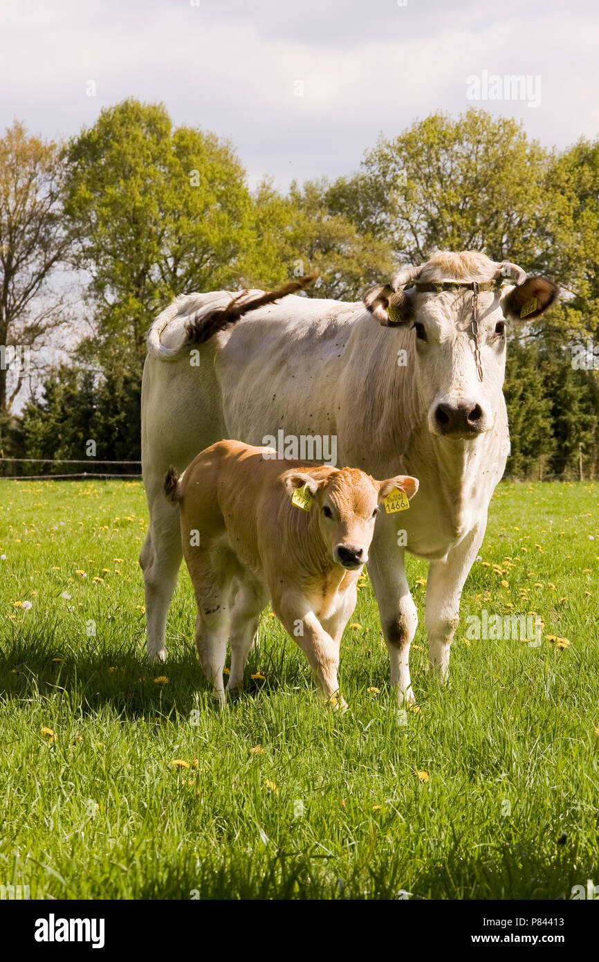 Koe met kalf Stock Photo - Alamy