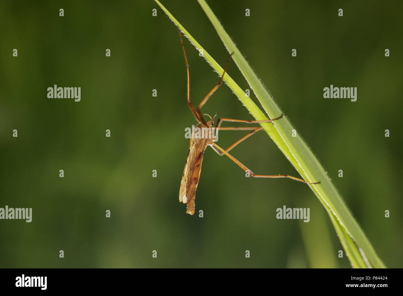 langpootmug spec; crane fly spec Stock Photo - Alamy