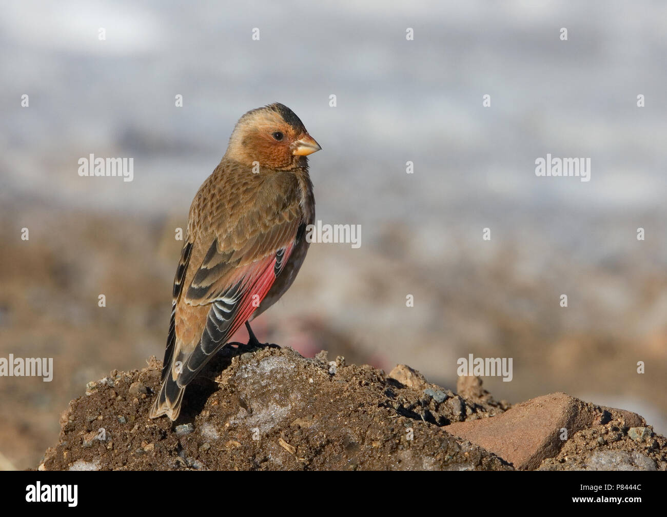 African Crimson-winged Finch (Rhodopechys alienus) in Oukaimeden ...