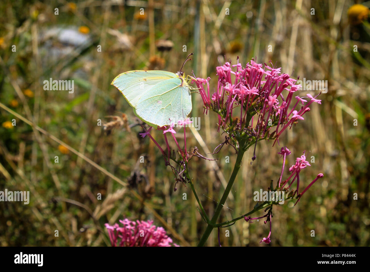 Macro photograph of a butterfly over a flower Stock Photo - Alamy
