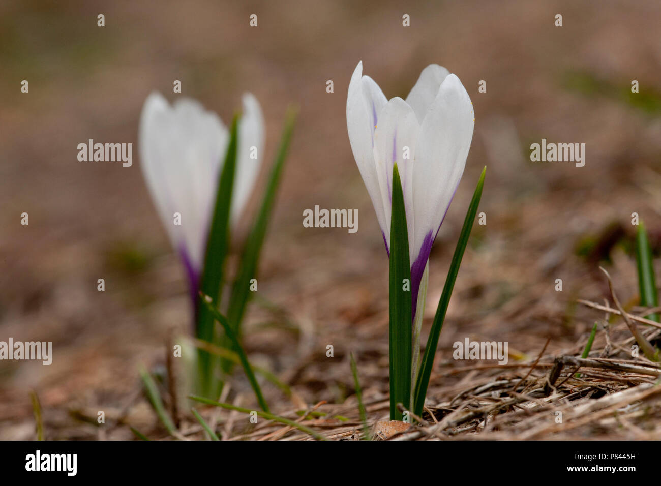 Subspecies albiflorus hi-res stock photography and images - Alamy