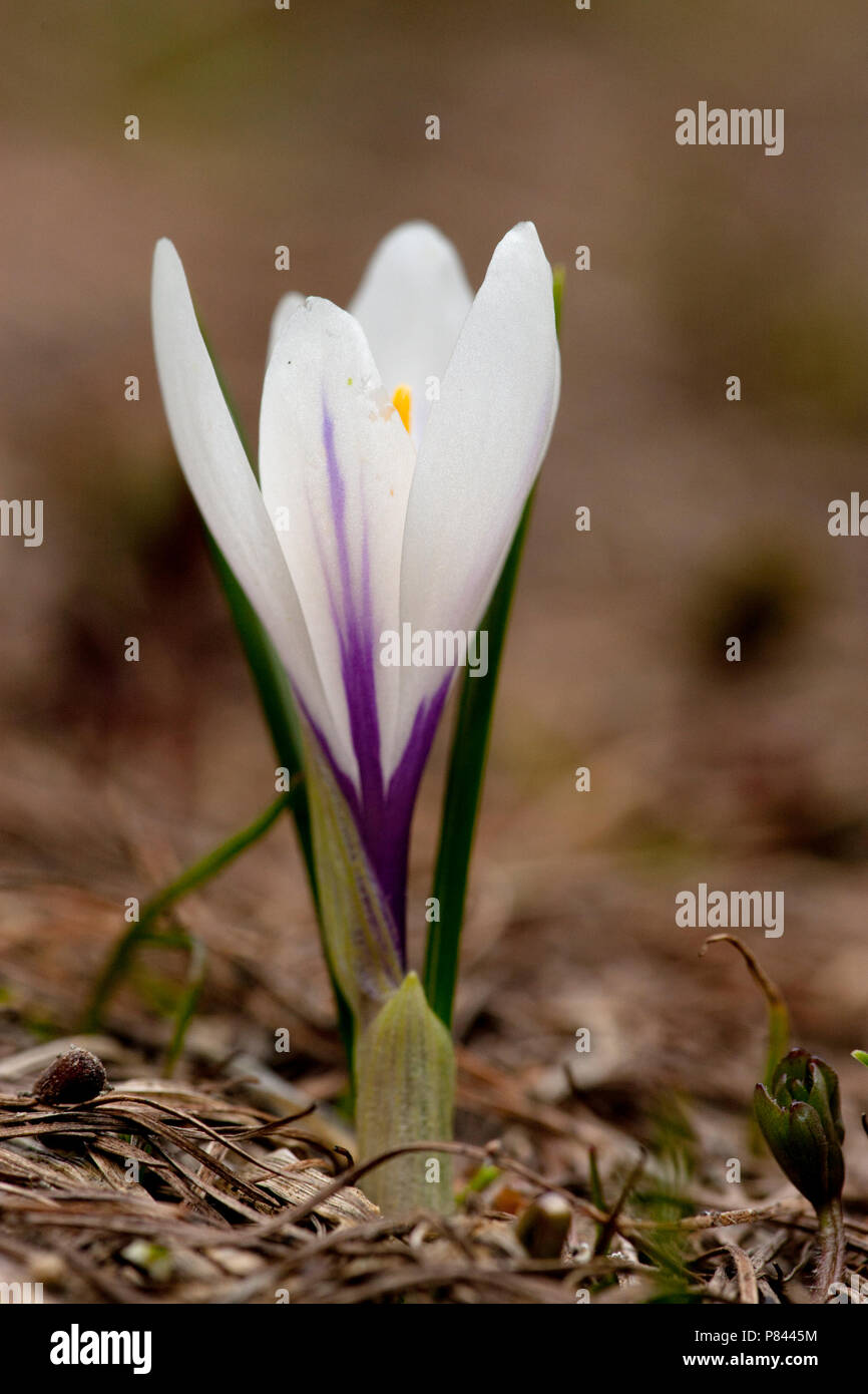 Subspecies albiflorus hi-res stock photography and images - Alamy