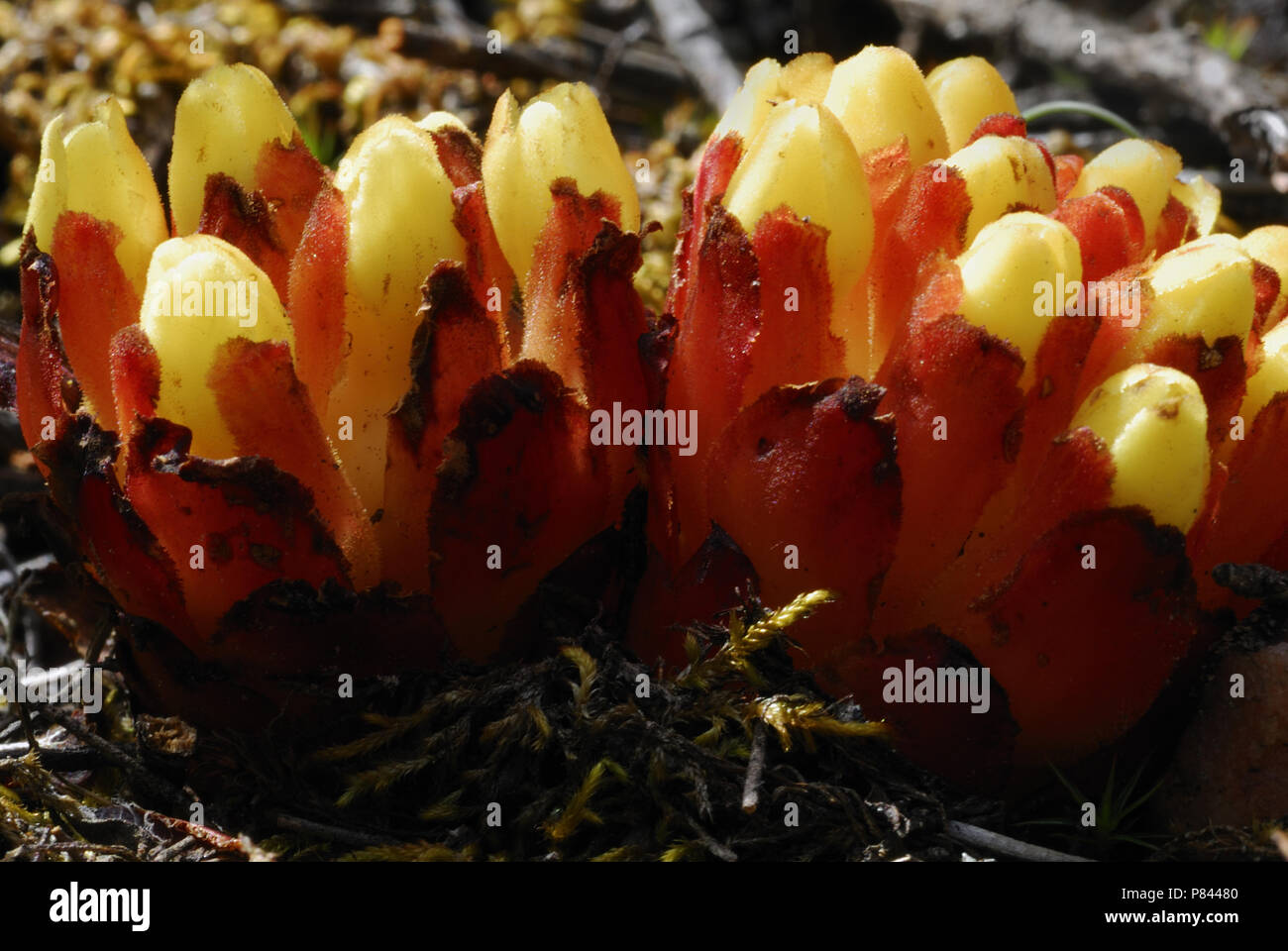 European flora, flowers Stock Photo - Alamy