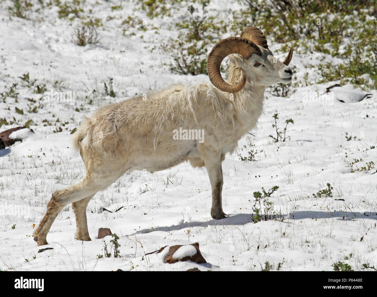 Dalls schaap, Dall sheep Stock Photo - Alamy