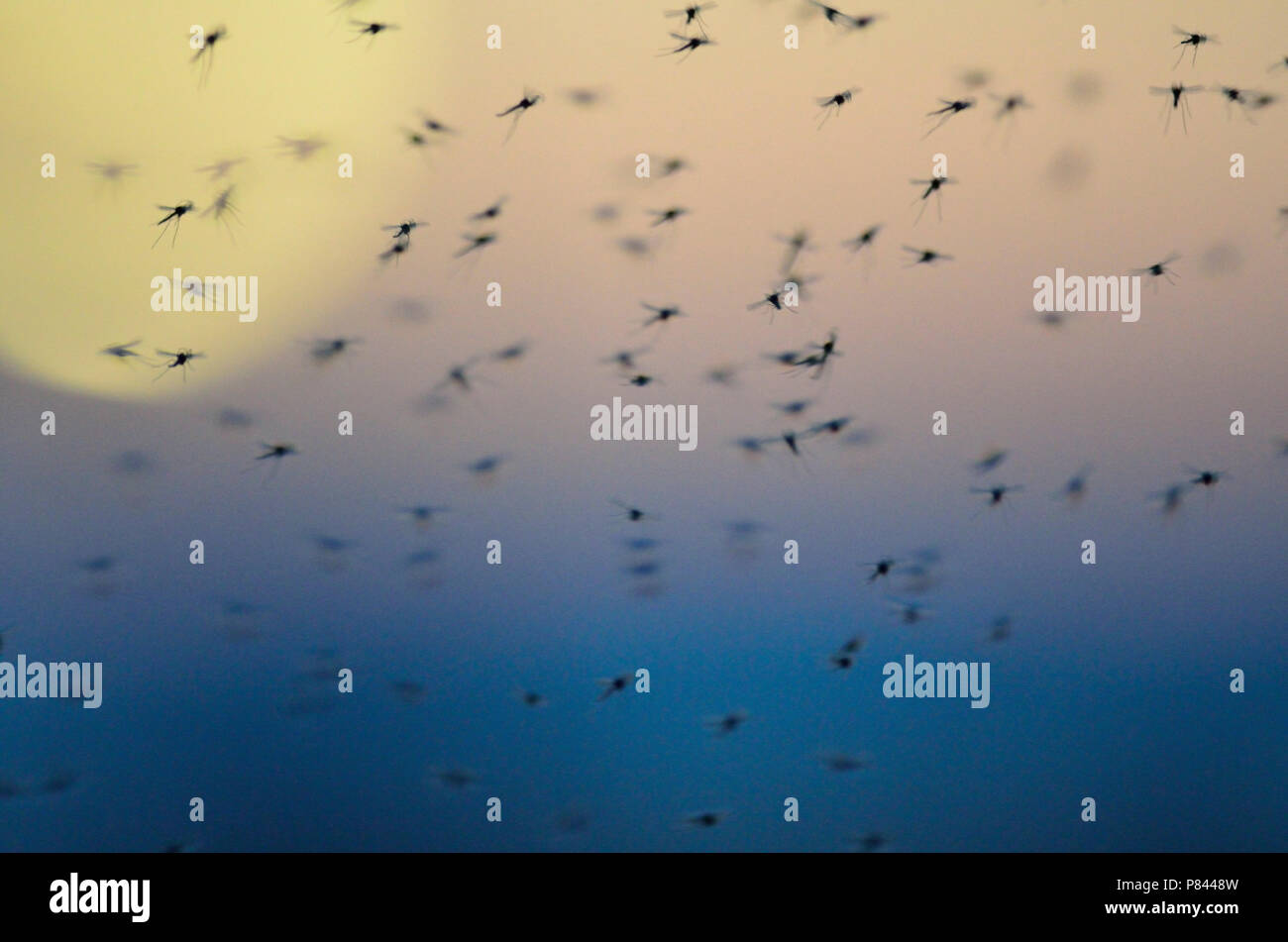 Een zwerm Dansmuggen, A swarm of Chironomids Stock Photo - Alamy