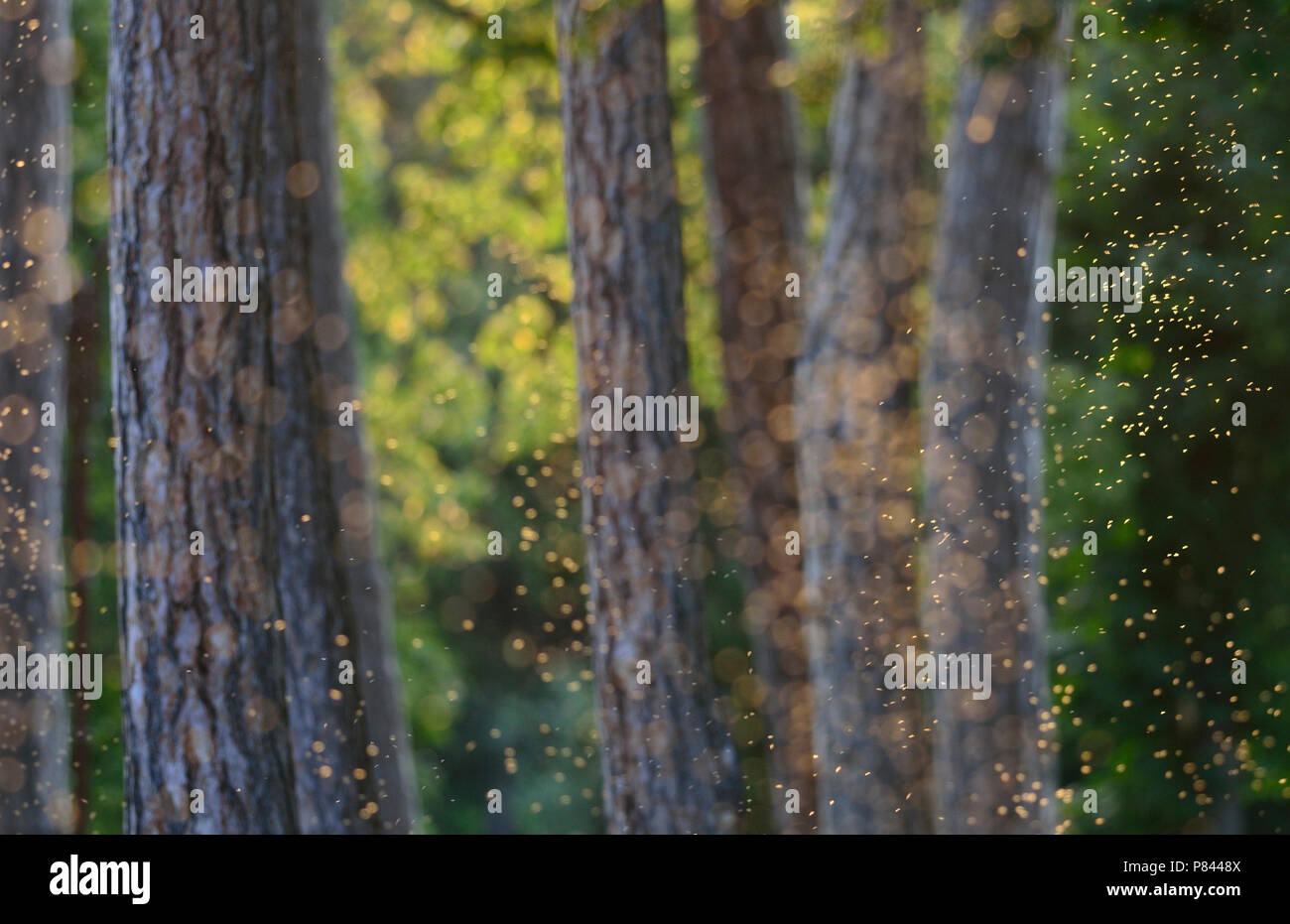 Een zwerm Dansmuggen, A swarm of Chironomids Stock Photo - Alamy