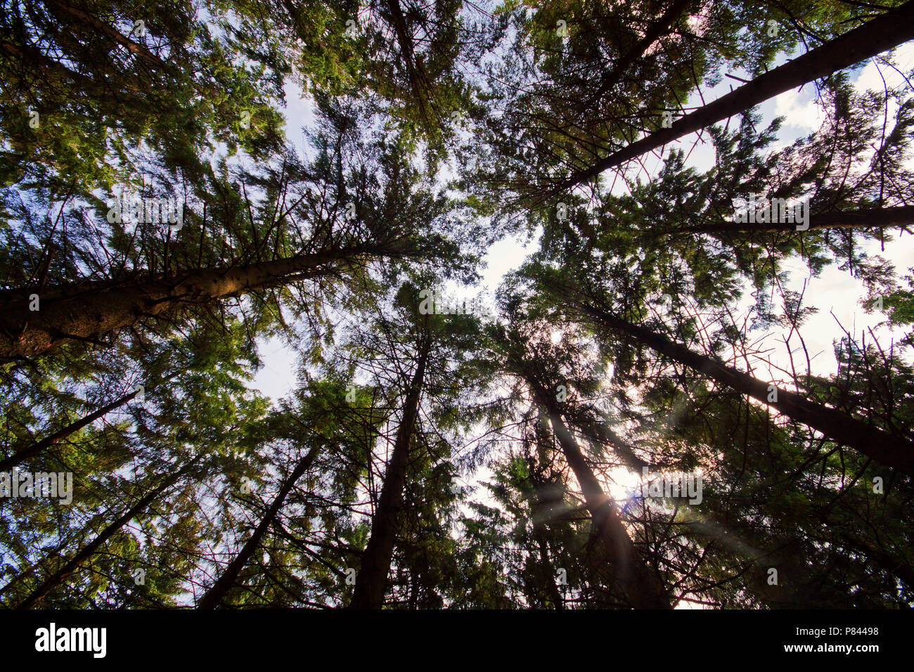High trees hi-res stock photography and images - Alamy