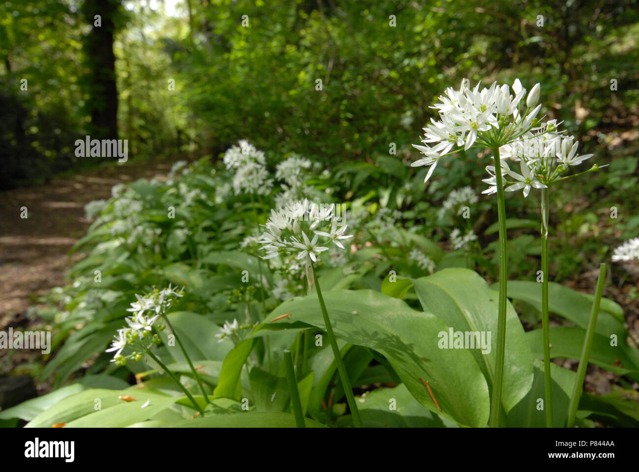 Garlic flora hi-res stock photography and images - Alamy