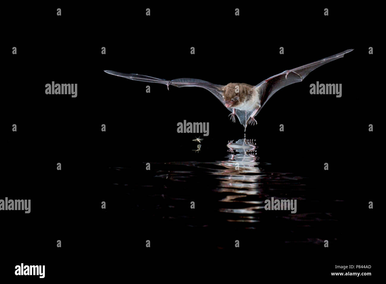 Watervleermuis jagend boven water; Daubentons bat hunting near water ...