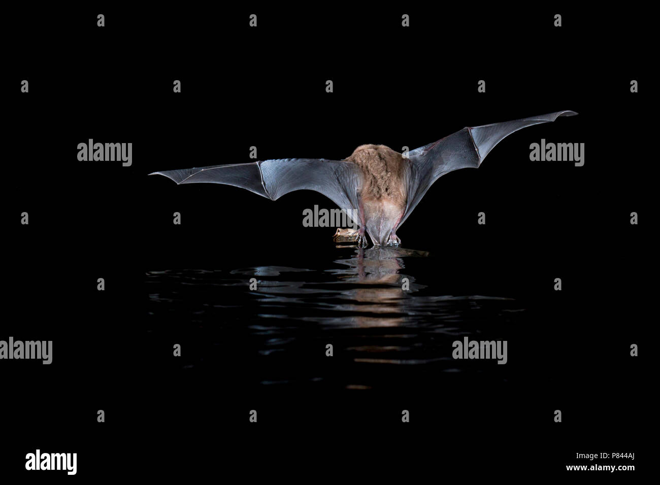 Watervleermuis hi-res stock photography and images - Alamy