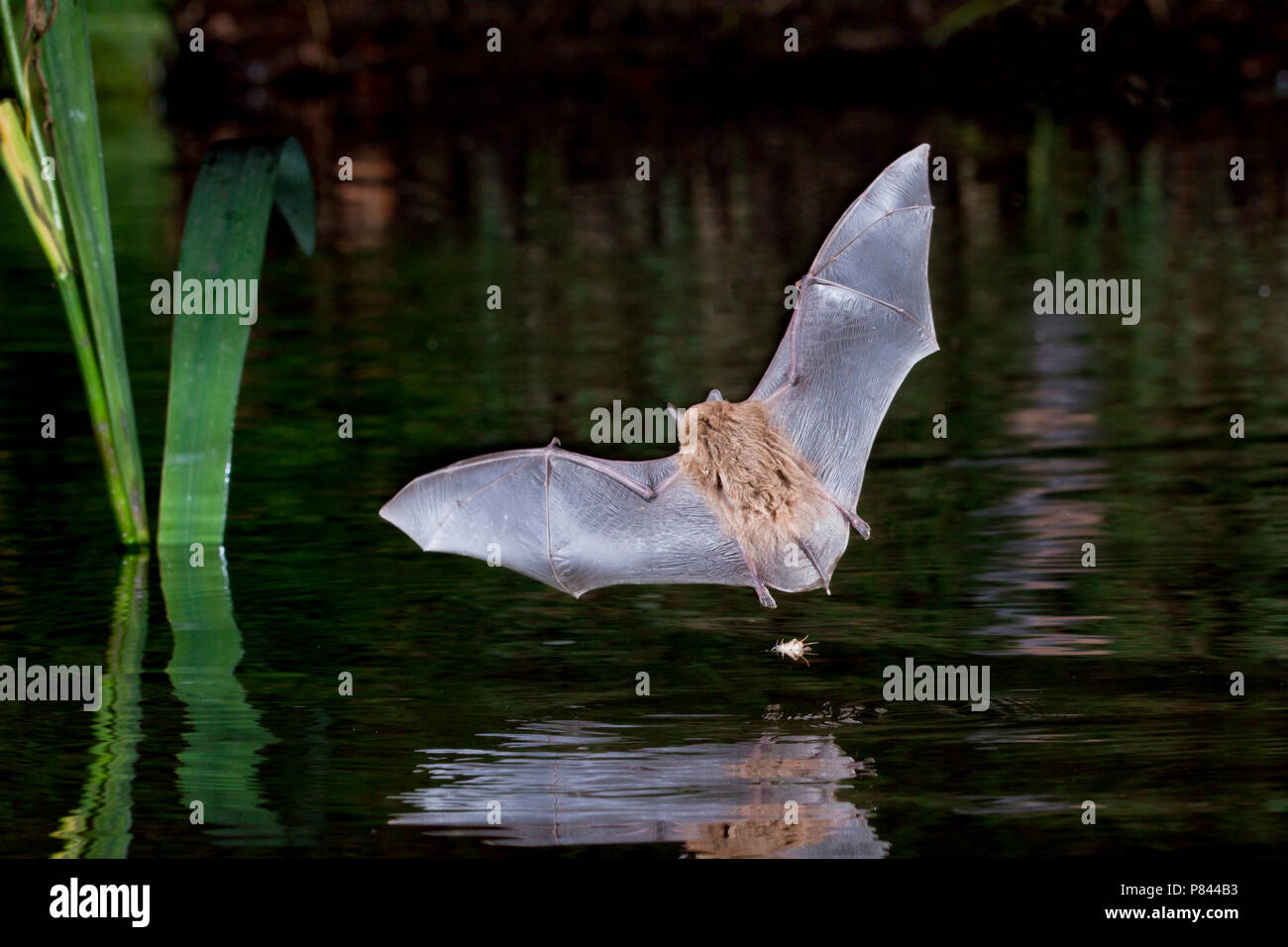 Watervleermuis jagend boven water; Daubentons bat hunting near water ...