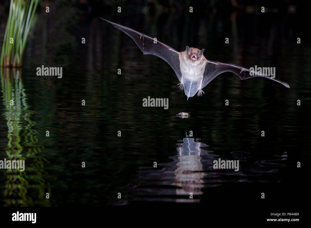 Daubenton's bat hi-res stock photography and images - Alamy
