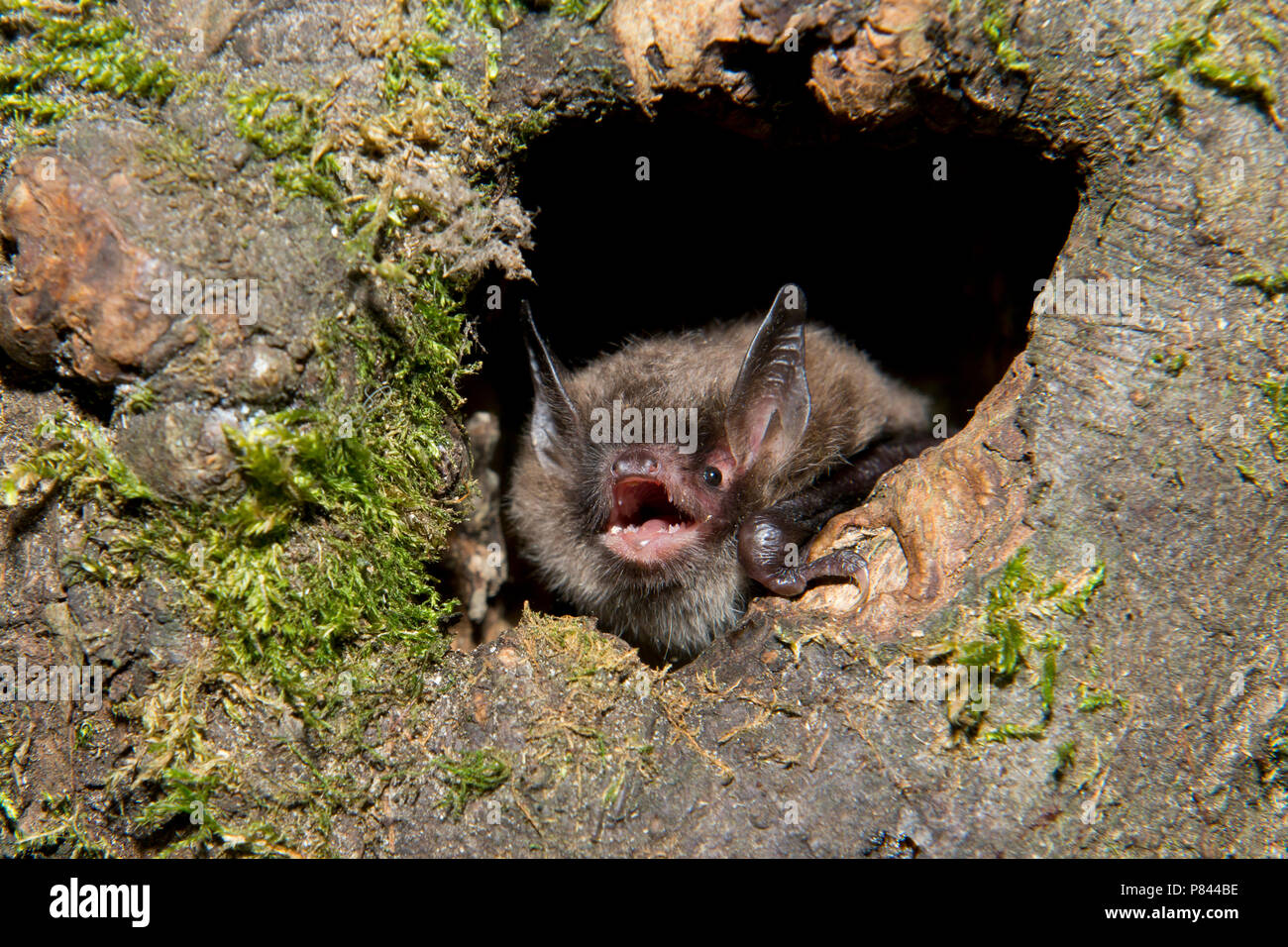 Watervleermuis uitvliegend uit kolonieboom Stock Photo - Alamy