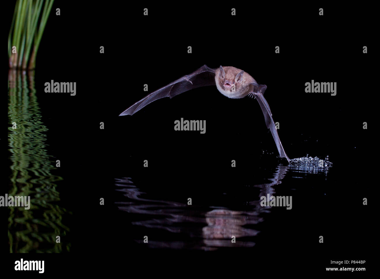 Daubenton's bat hi-res stock photography and images - Alamy