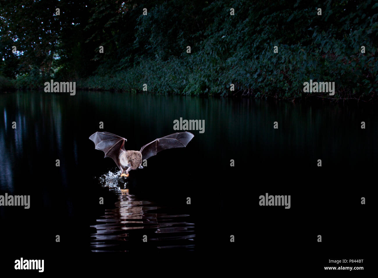 Watervleermuis vliegend, Daubenton's bat flying Stock Photo - Alamy