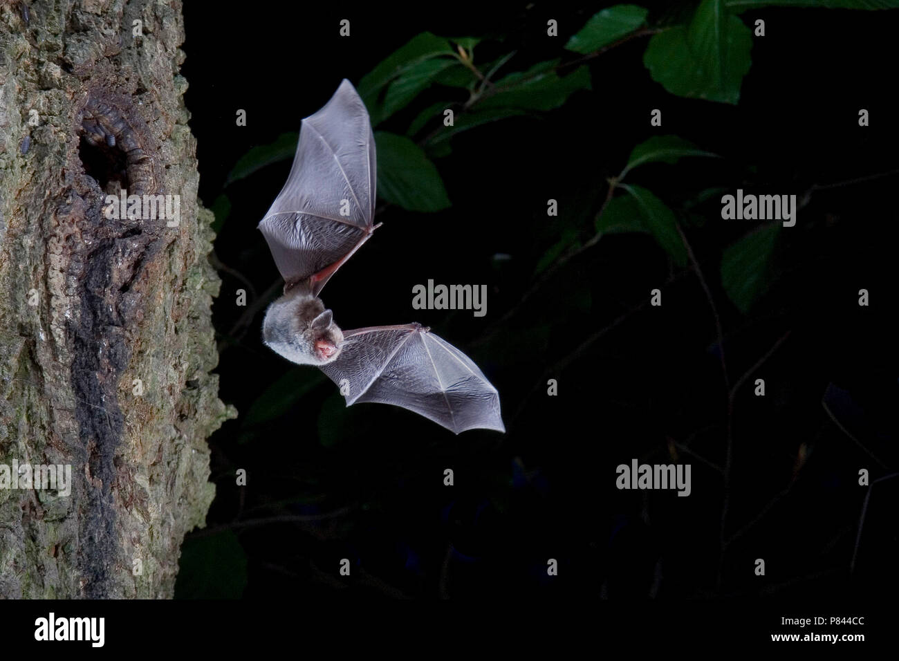 Daubenton's bat hi-res stock photography and images - Alamy