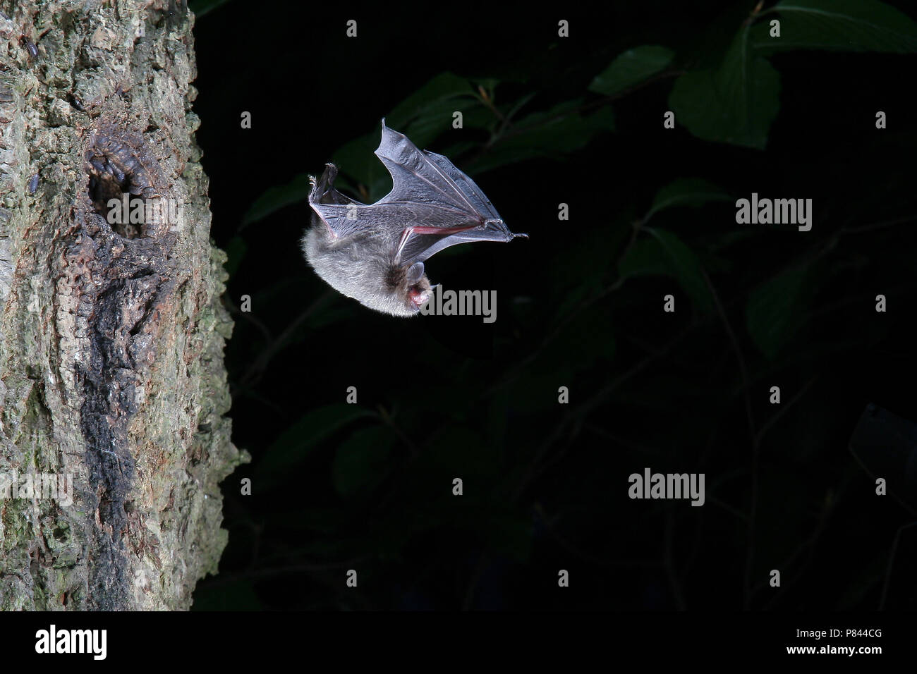 Watervleermuis in de vlucht; Daubenton's Bat in flight Stock Photo - Alamy