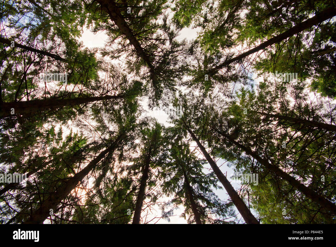 Looking up at the high trees of Beacon Fell Country Park, Lancashire ...