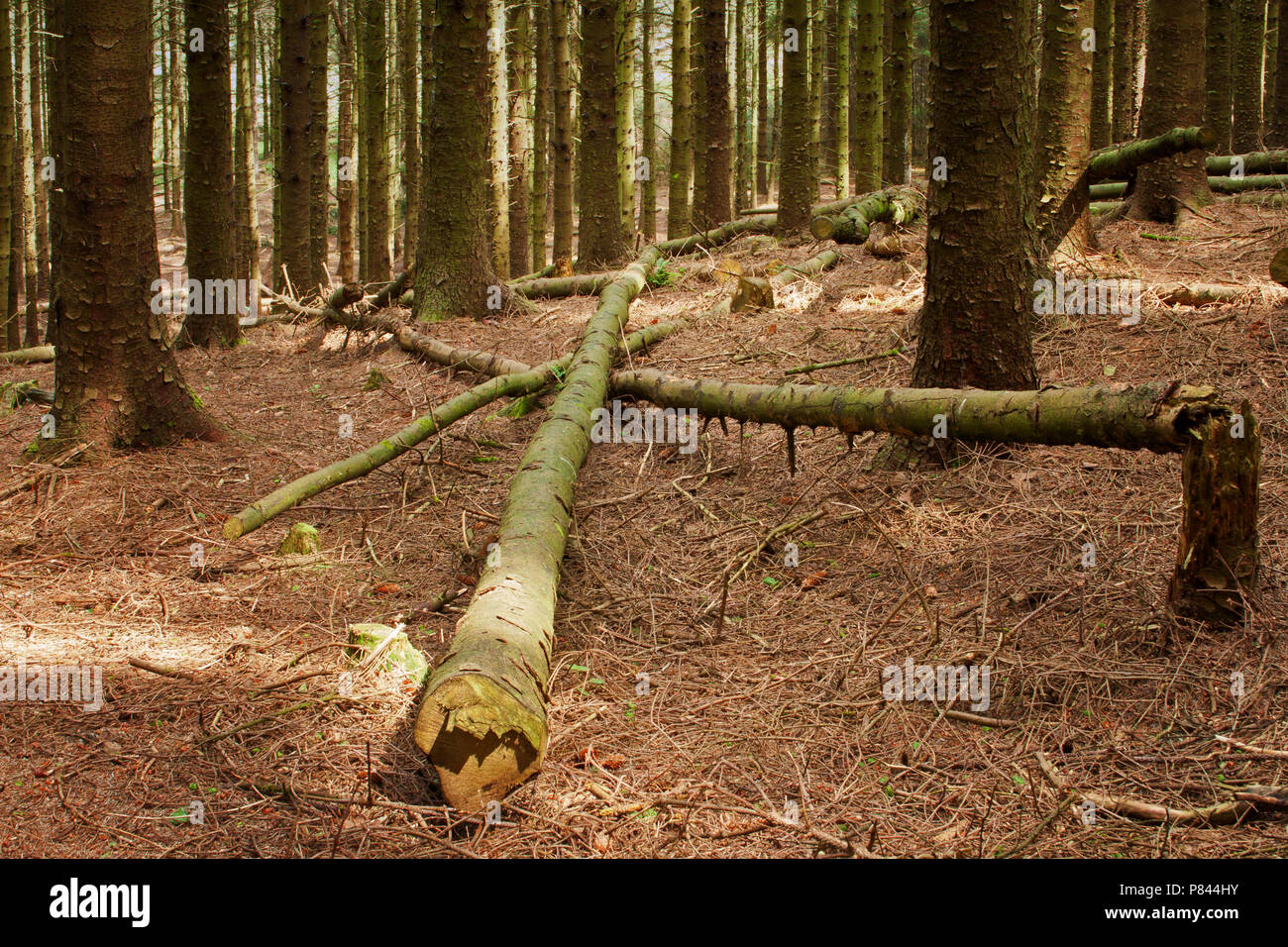 Broken trees hi-res stock photography and images - Alamy