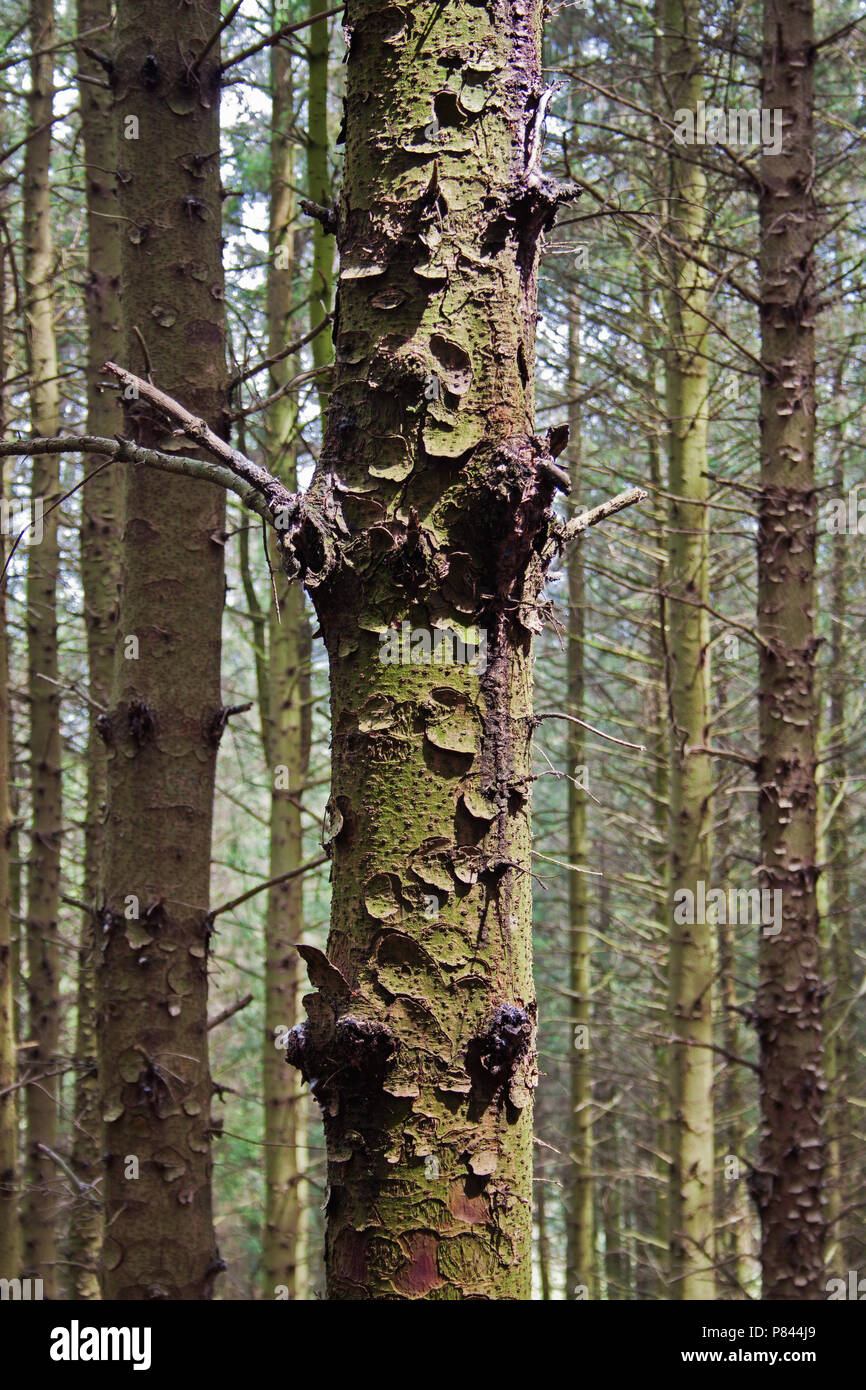 Mottled tree bark hi-res stock photography and images - Alamy