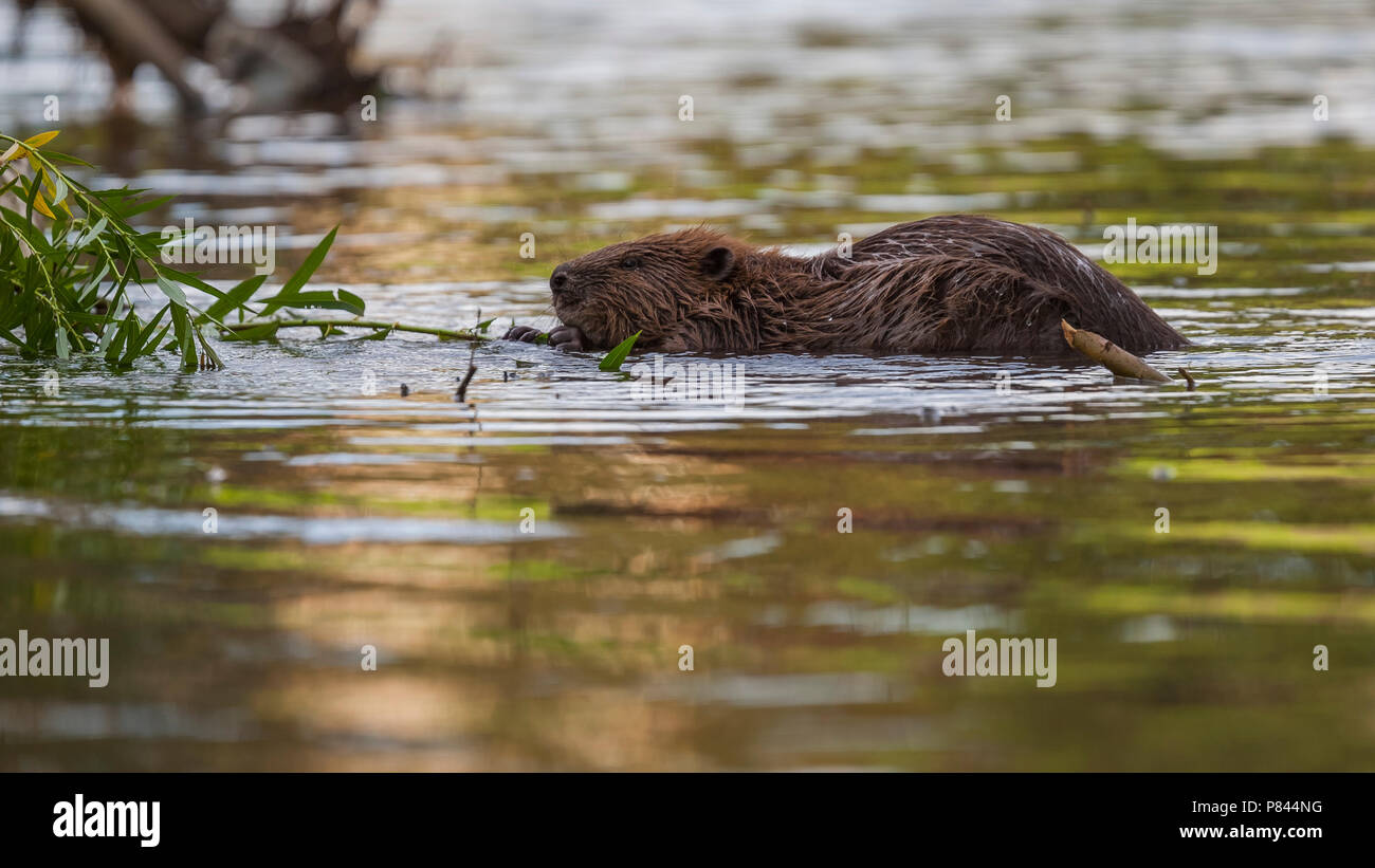 This beaver was seen several days along Ourthe river near the big town ...