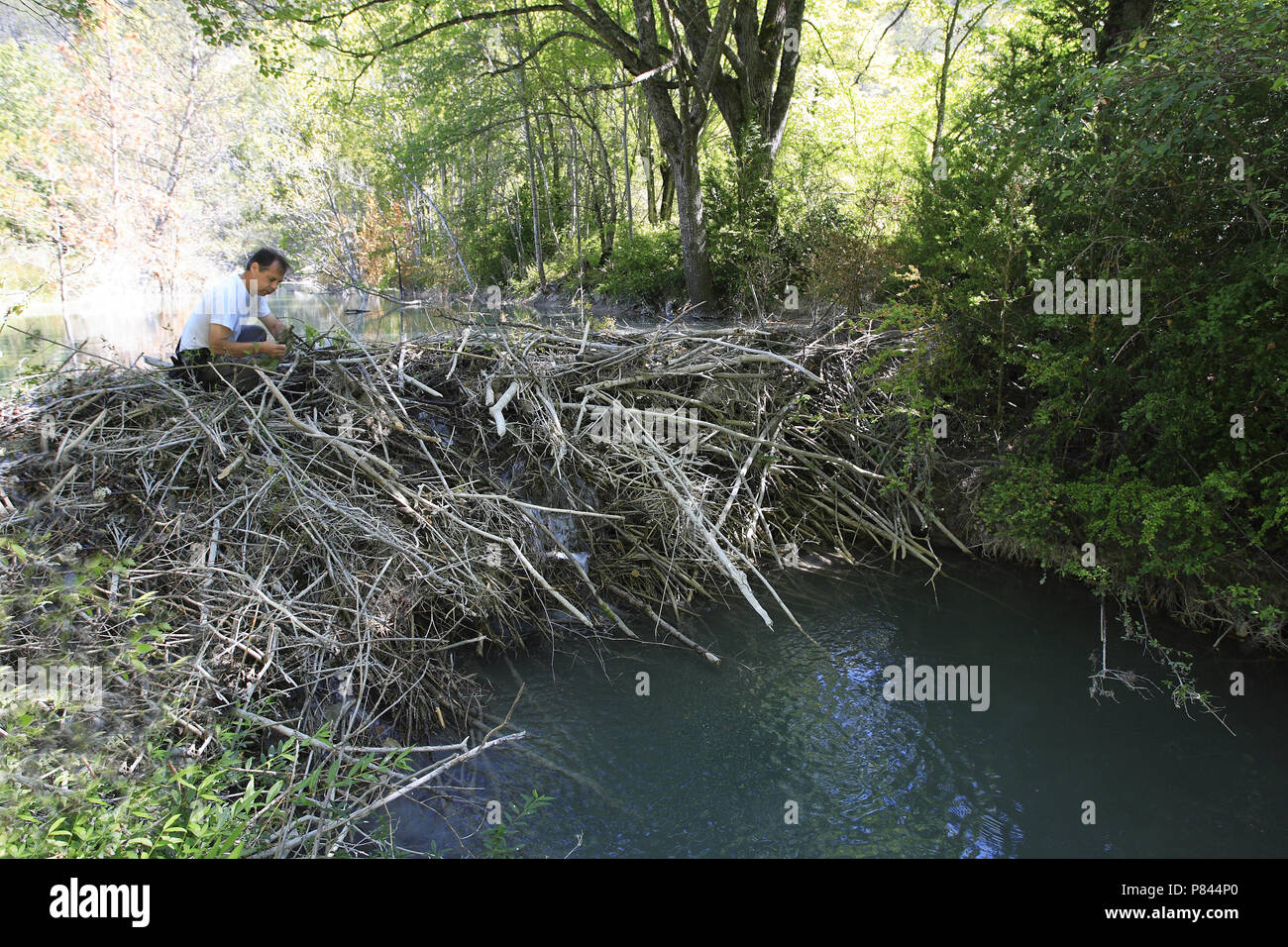 Bever dam hi-res stock photography and images - Alamy