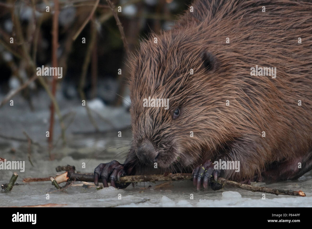 Wilde biber hi-res stock photography and images - Alamy