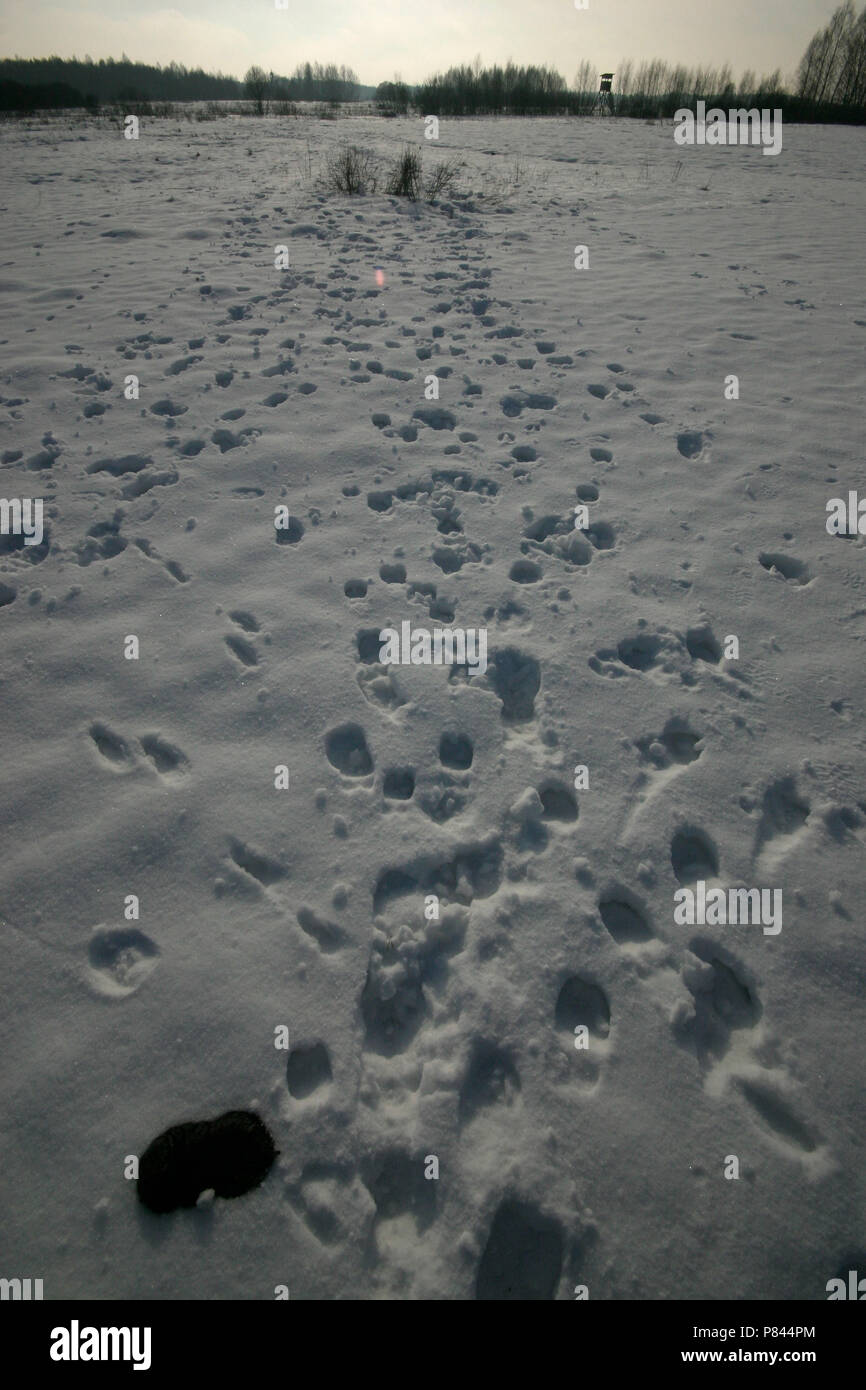 Bison tracks hi-res stock photography and images - Alamy