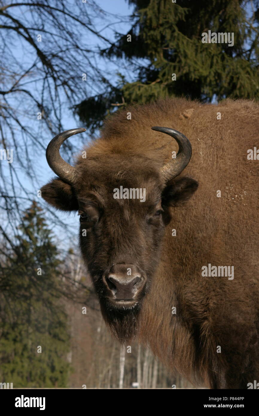 Wisent close-up; European Bison close up Stock Photo - Alamy