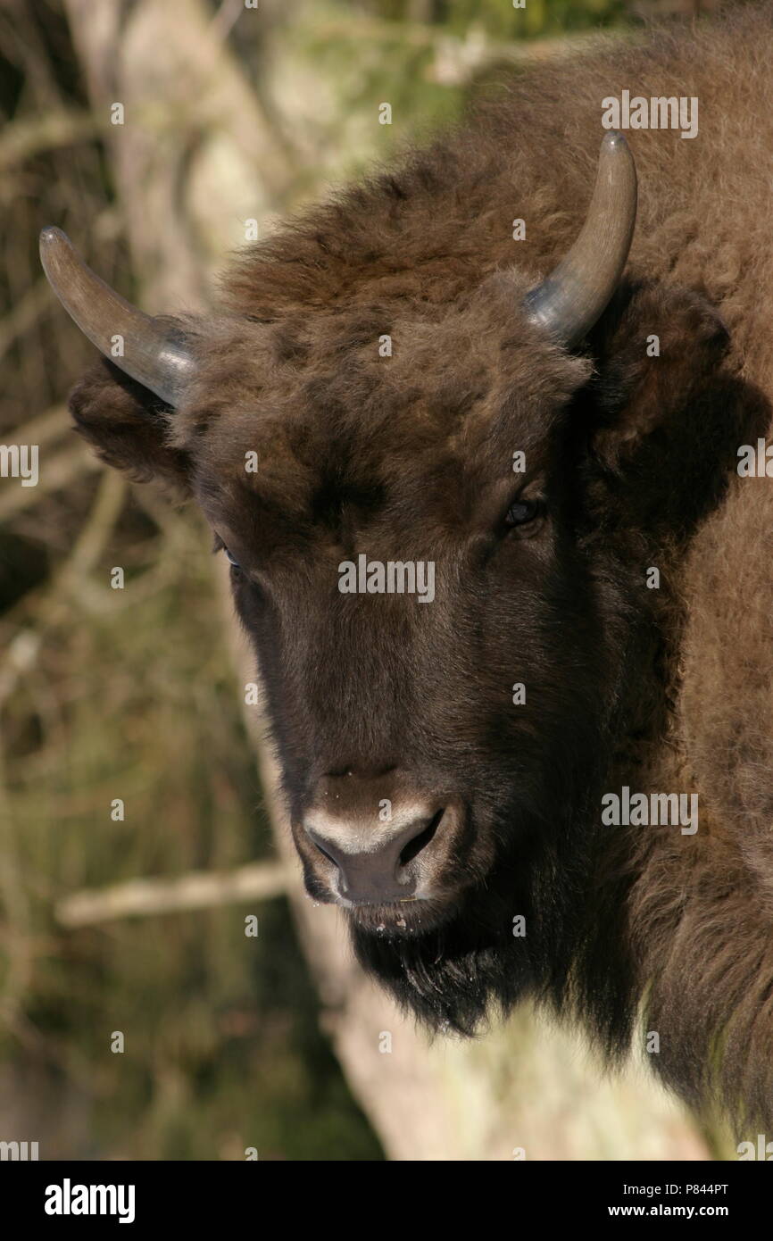 Europa bison hi-res stock photography and images - Alamy