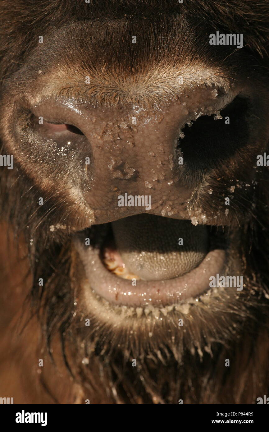 Europa bison hi-res stock photography and images - Alamy