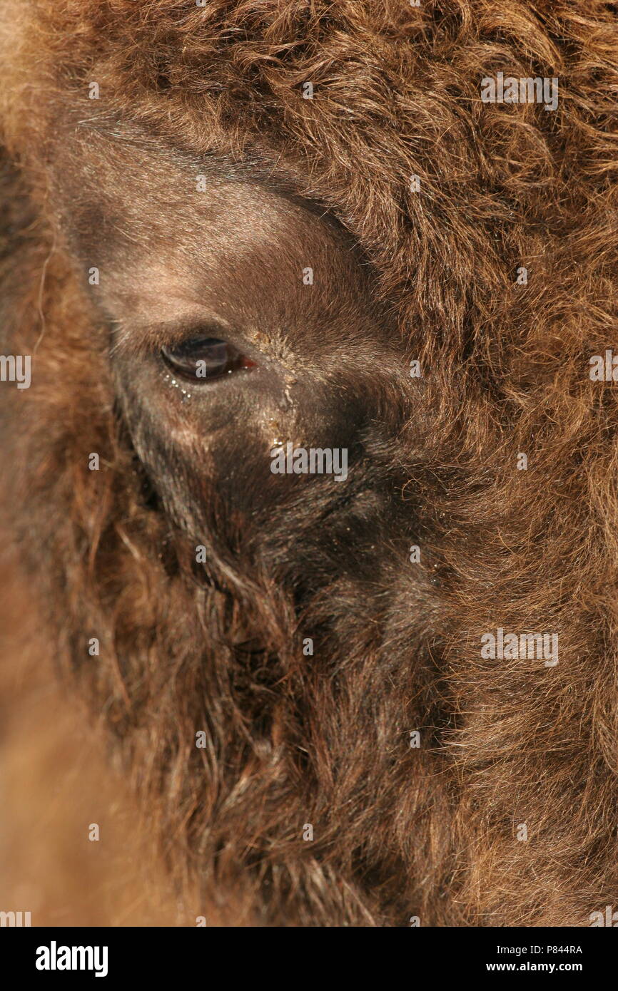 Europa bison hi-res stock photography and images - Alamy