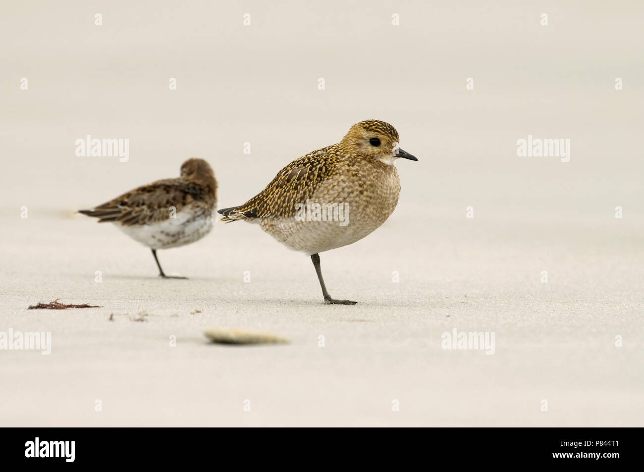 European Golden Plover and Dunlin standing on the beach; Goudplevier en ...