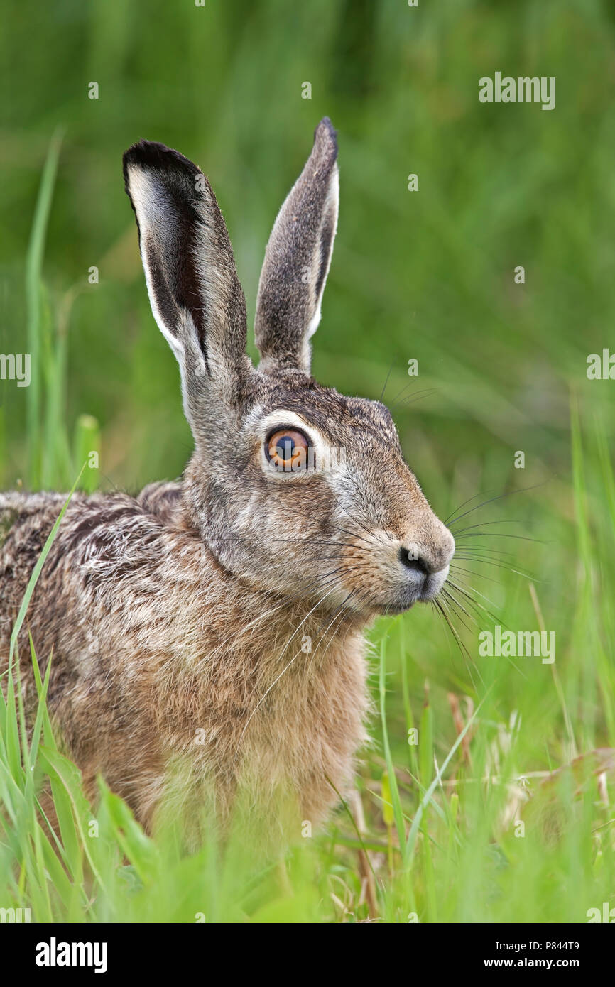 Europese Haas; European Hare Stock Photo - Alamy