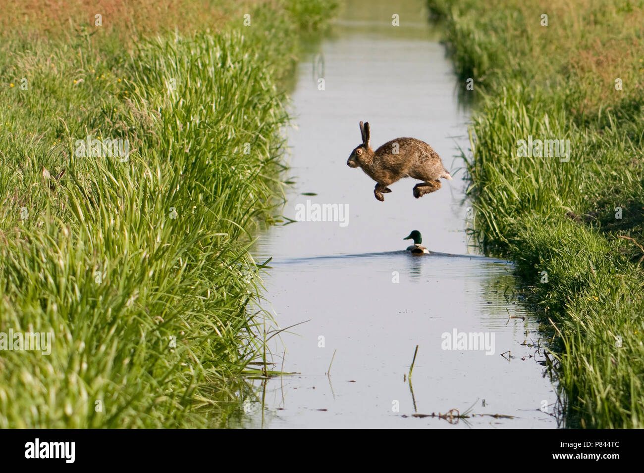 Europese haas spingt over sloot; European Hare jumping over ditch Stock ...