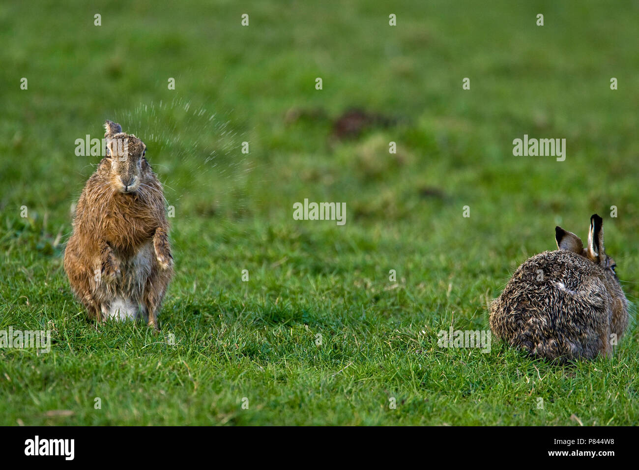Europese Haas water schuddend; European Hare water shaking Stock Photo ...