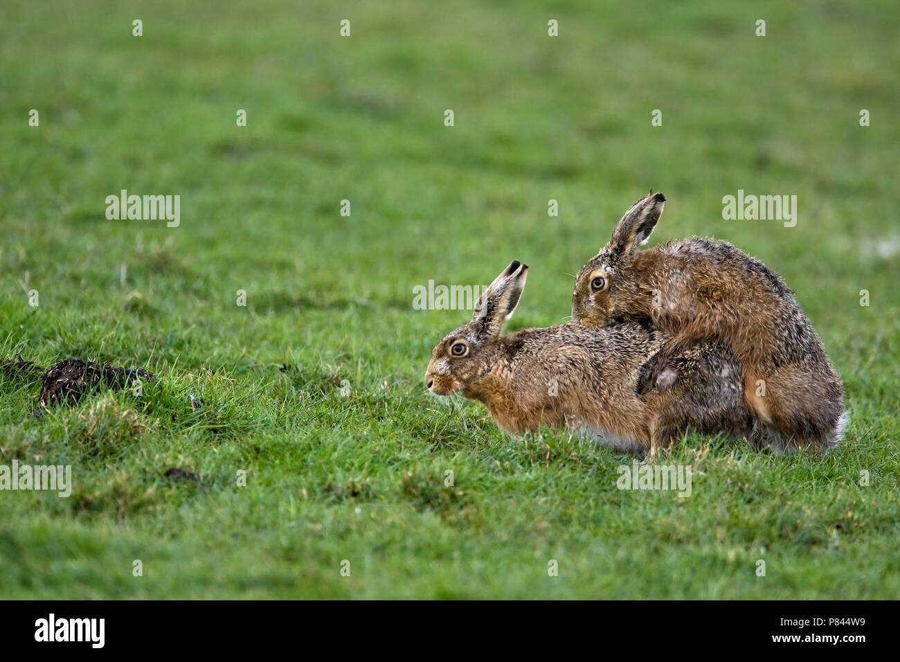 Mammal mating hi-res stock photography and images - Alamy