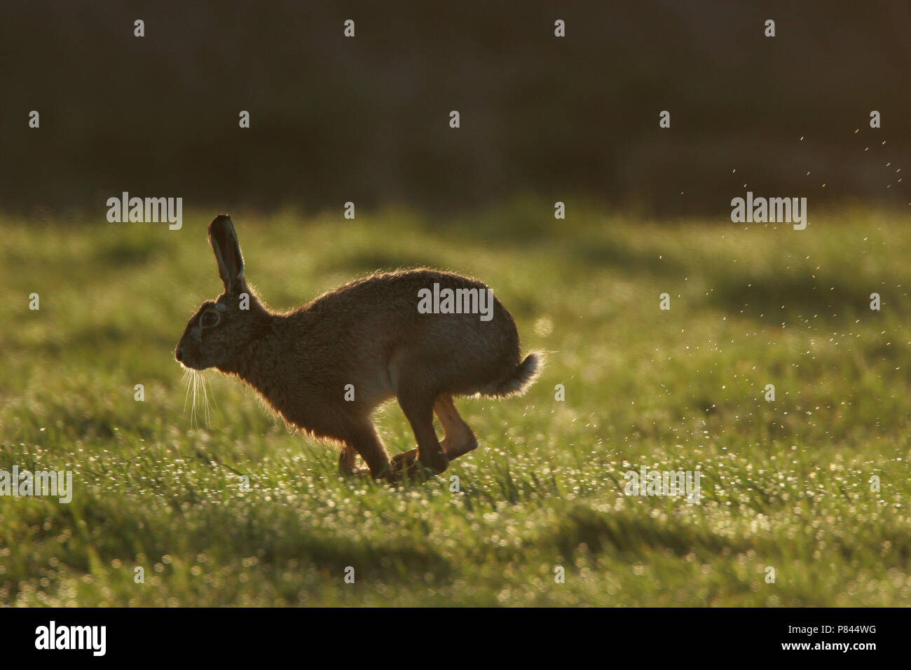 Europese haas hi-res stock photography and images - Alamy