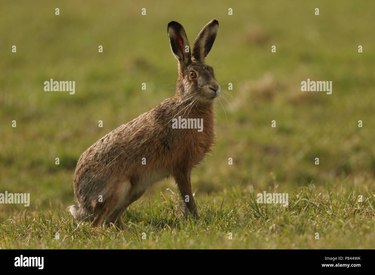 Europese haas hi-res stock photography and images - Alamy