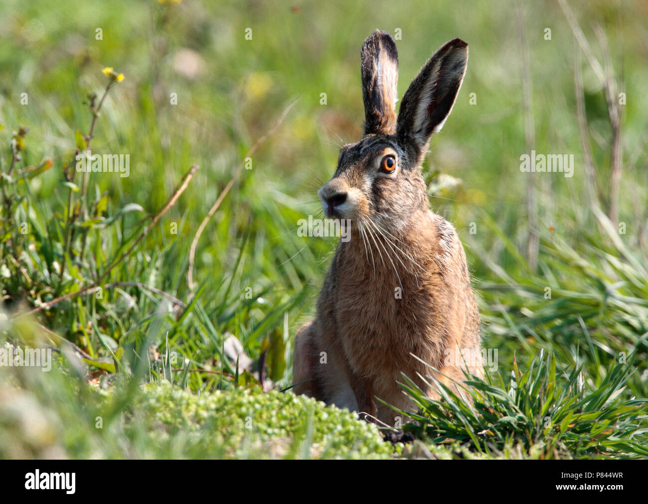 Europese Haas, European Hare Stock Photo - Alamy